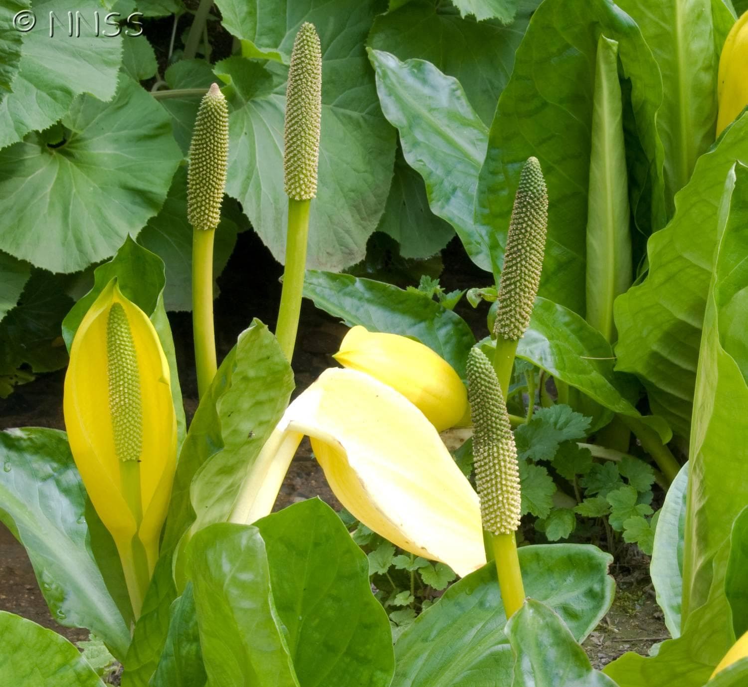 American Skunk Cabbage - How to Get Rid of Skunk Cabbage?