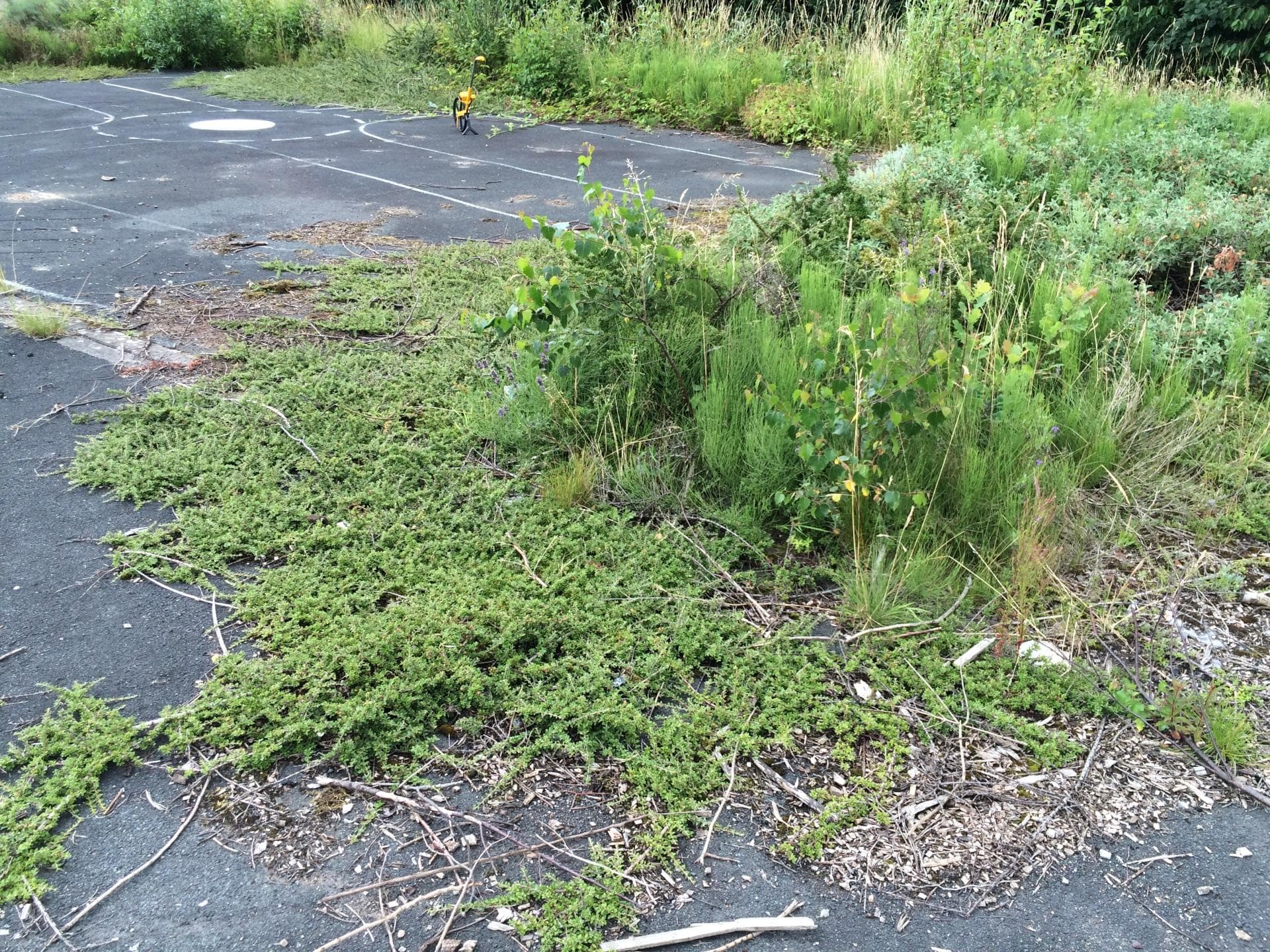 Cotoneaster Removal & Identification | IWS Ltd