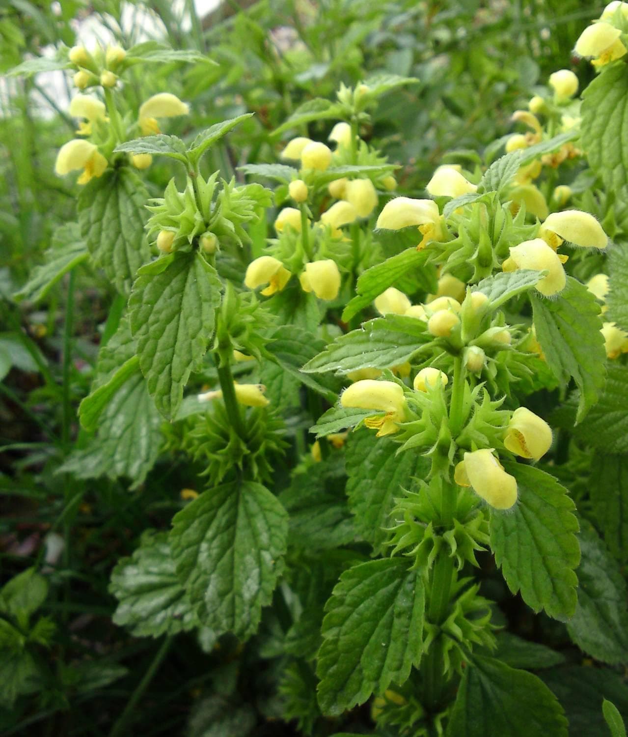 Archangel Removal & Control (Variegated Yellow Archangel) | IWS Ltd