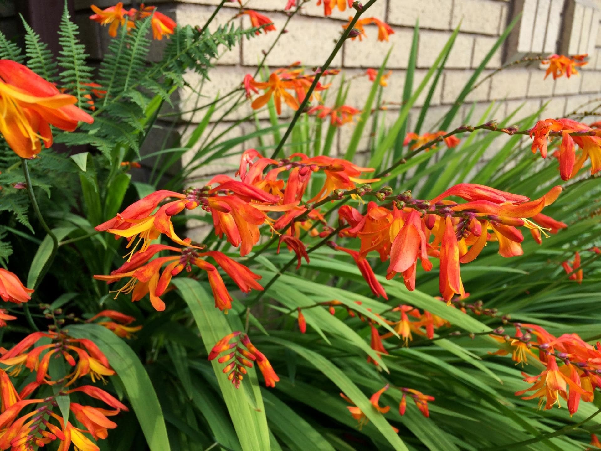 Montbretia Control & Removal | IWS Ltd
